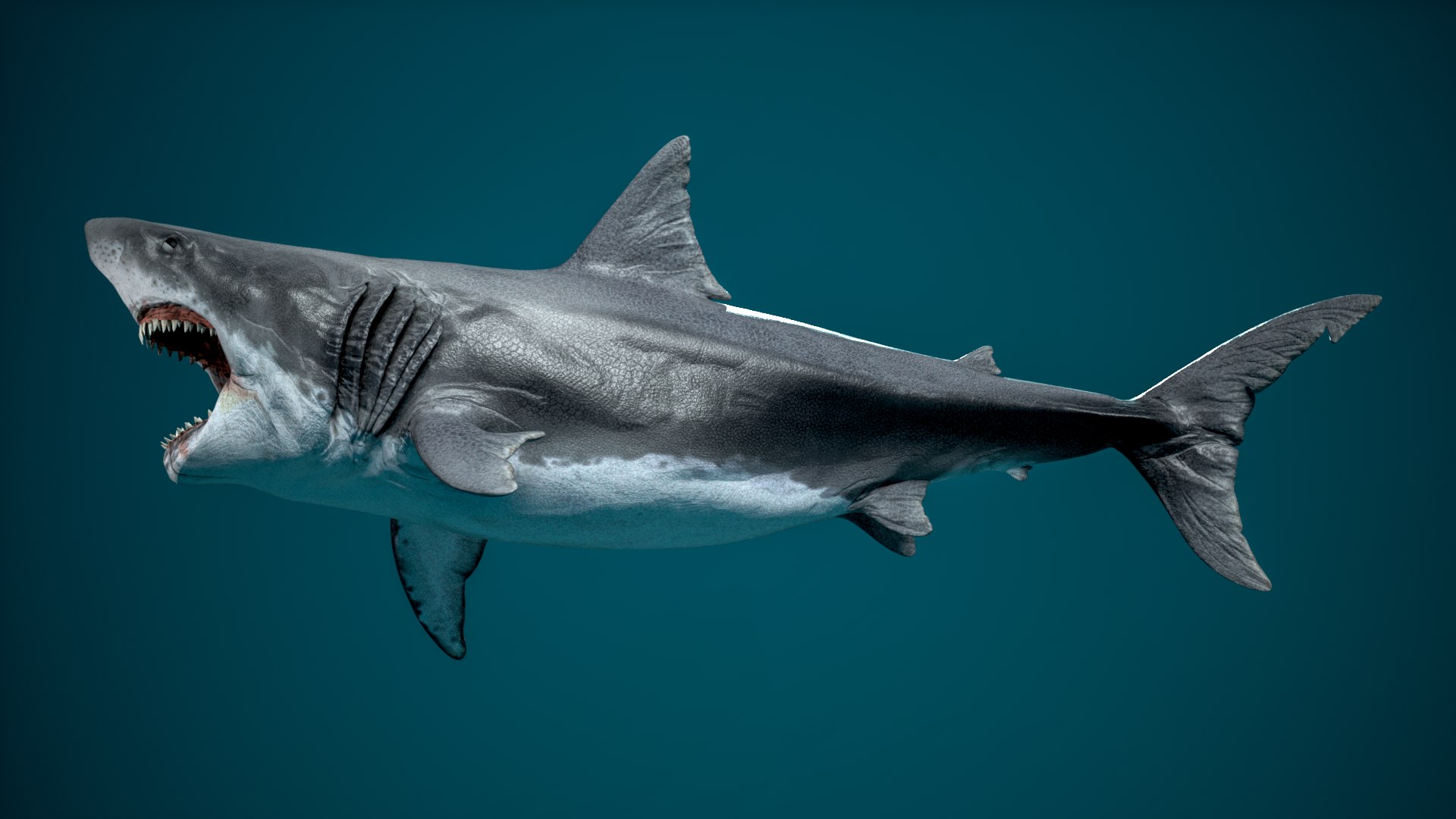 3D Great White Shark Rigged Animated Scary Realistic Low Poly Orca ...