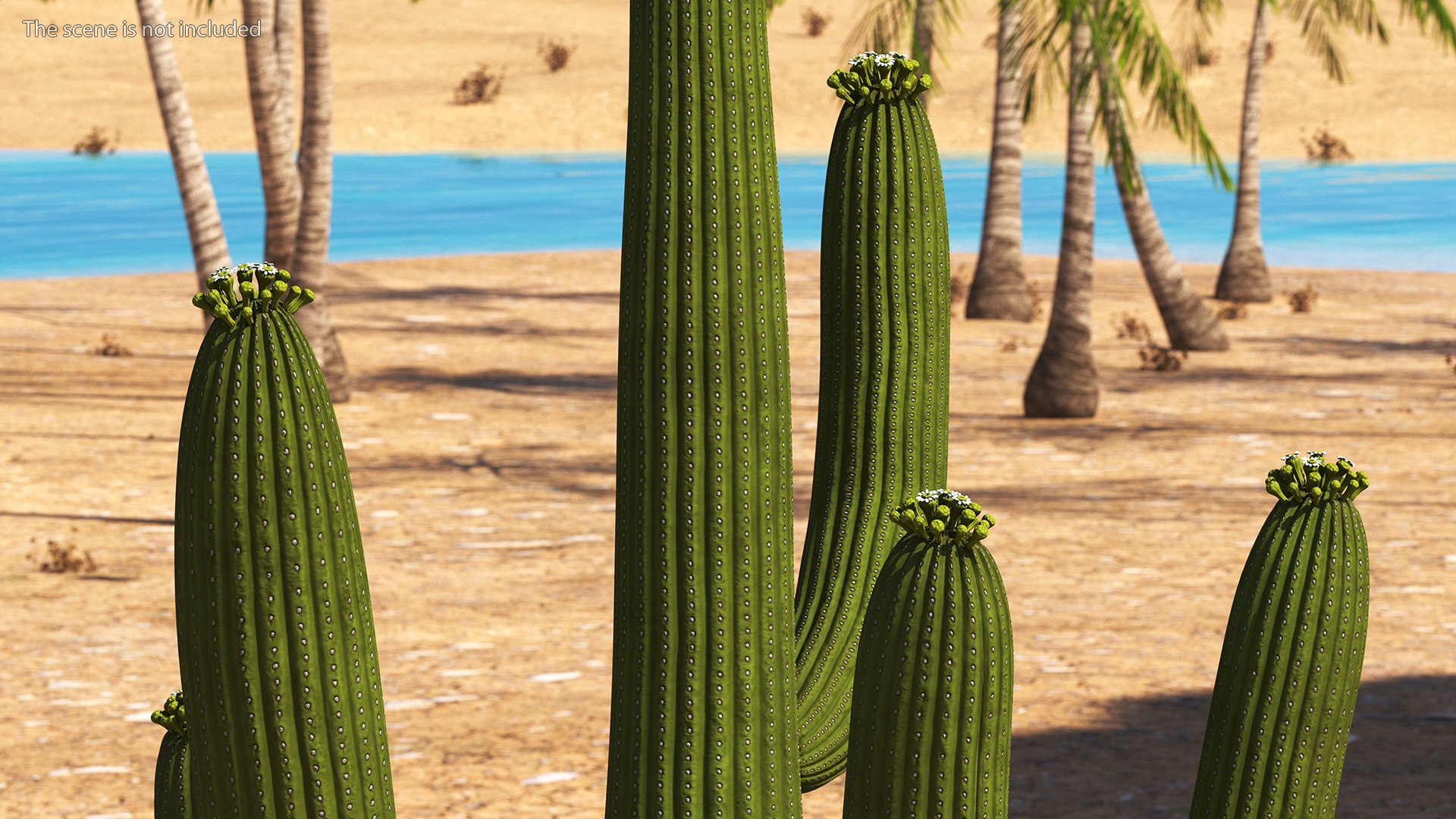 Mexican Cactuses Collection 3D - TurboSquid 2195360