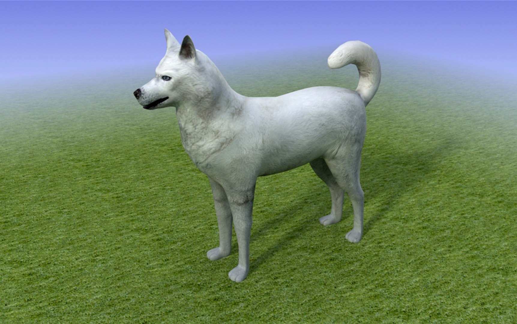 White Husky Dog 3ds