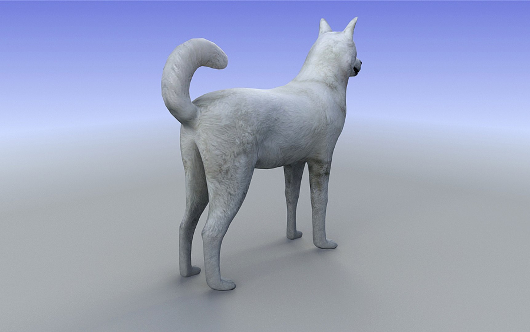 White Husky Dog 3ds