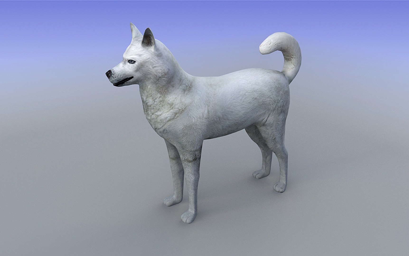 White Husky Dog 3ds