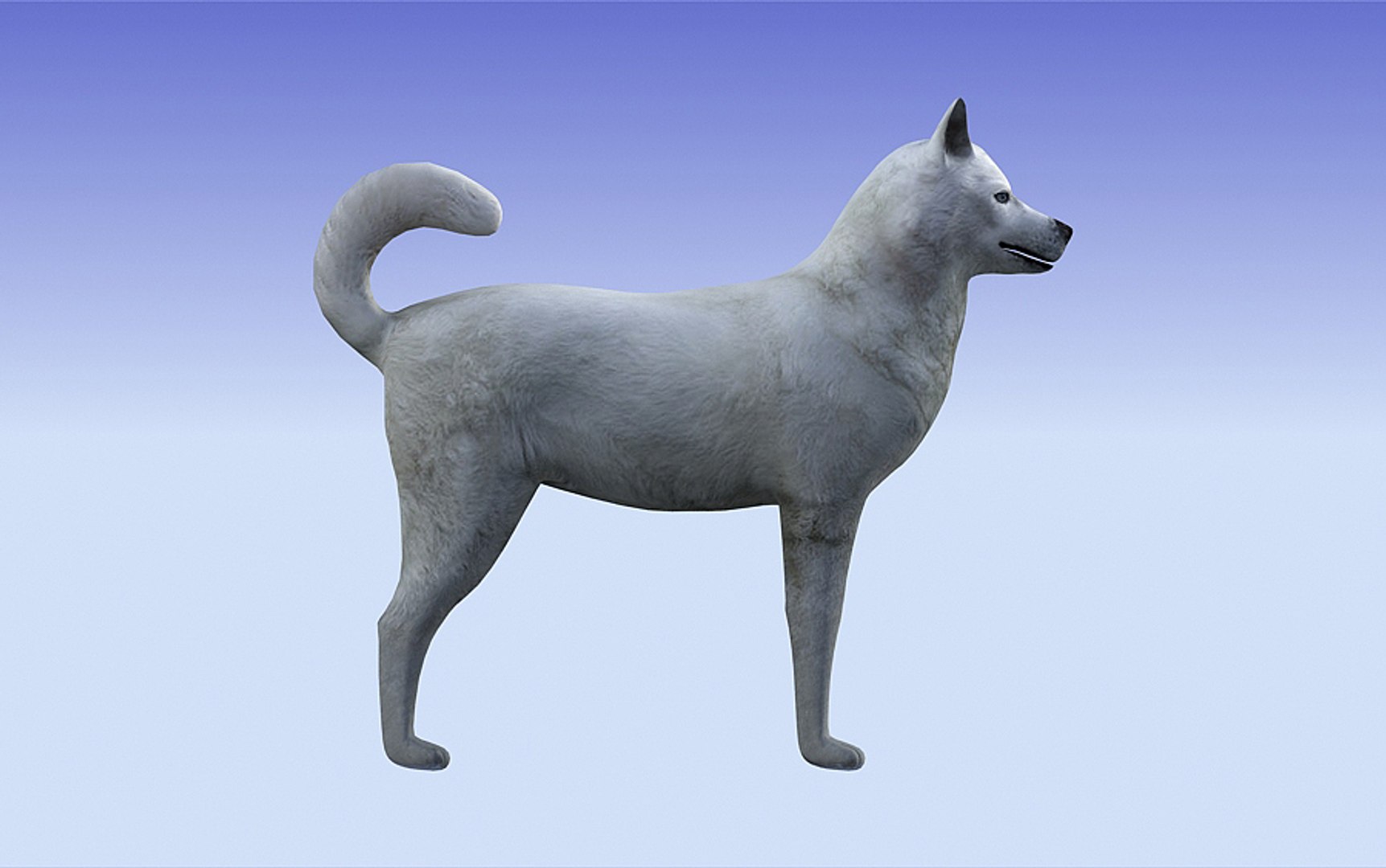 White Husky Dog 3ds