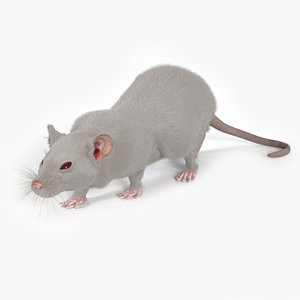 3D Rat Models - Browse & Download Formats - TurboSquid