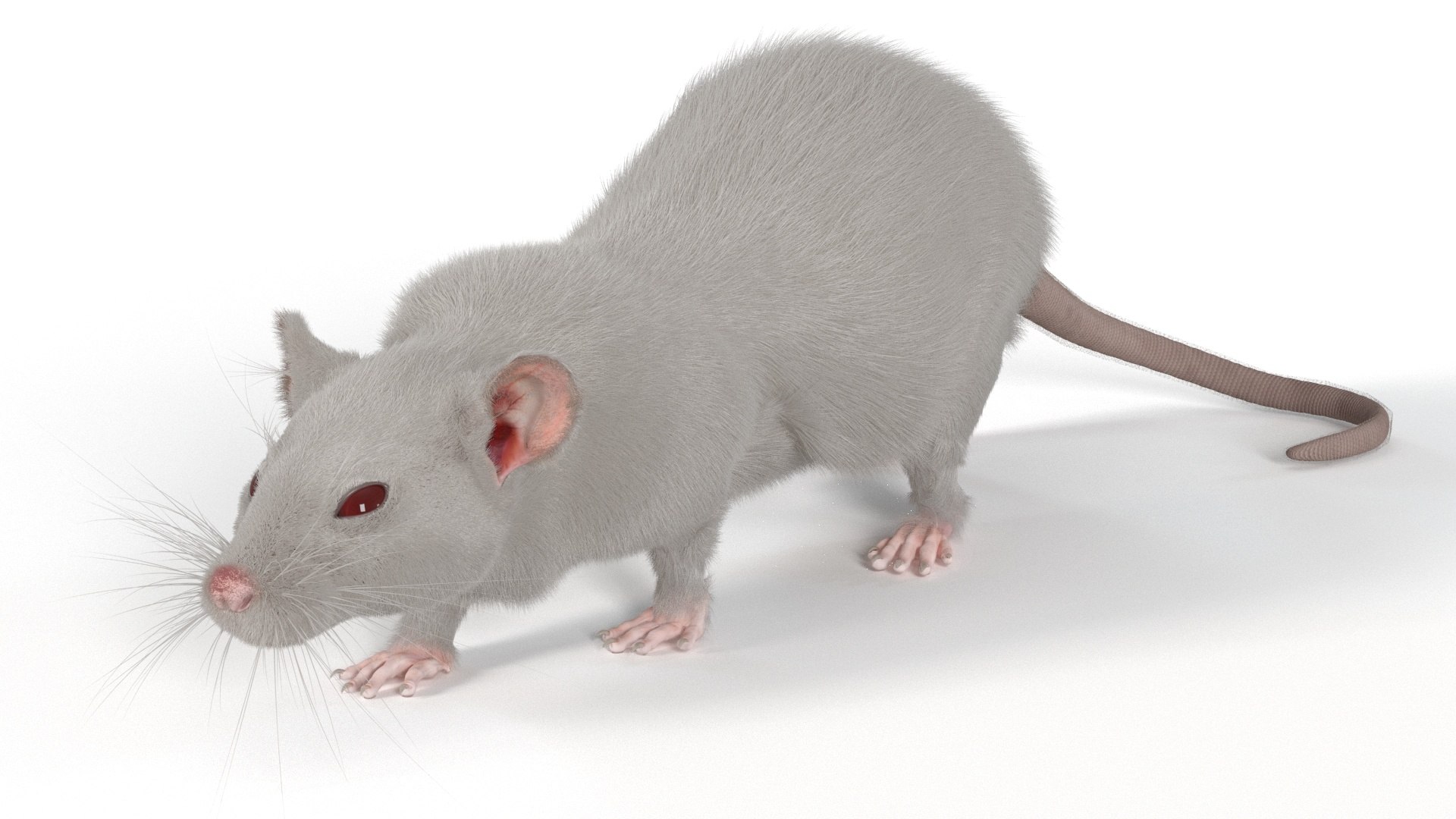 3D Realistic White Rat With Fur - TurboSquid 2302339
