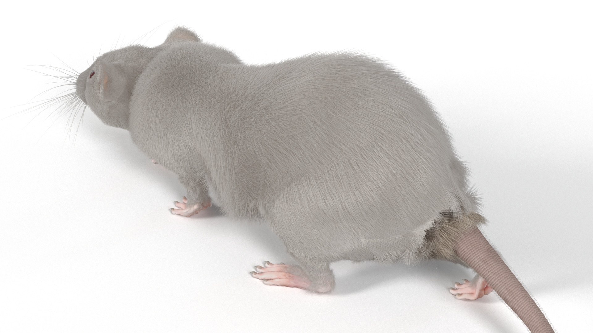 3D Realistic White Rat With Fur - TurboSquid 2302339