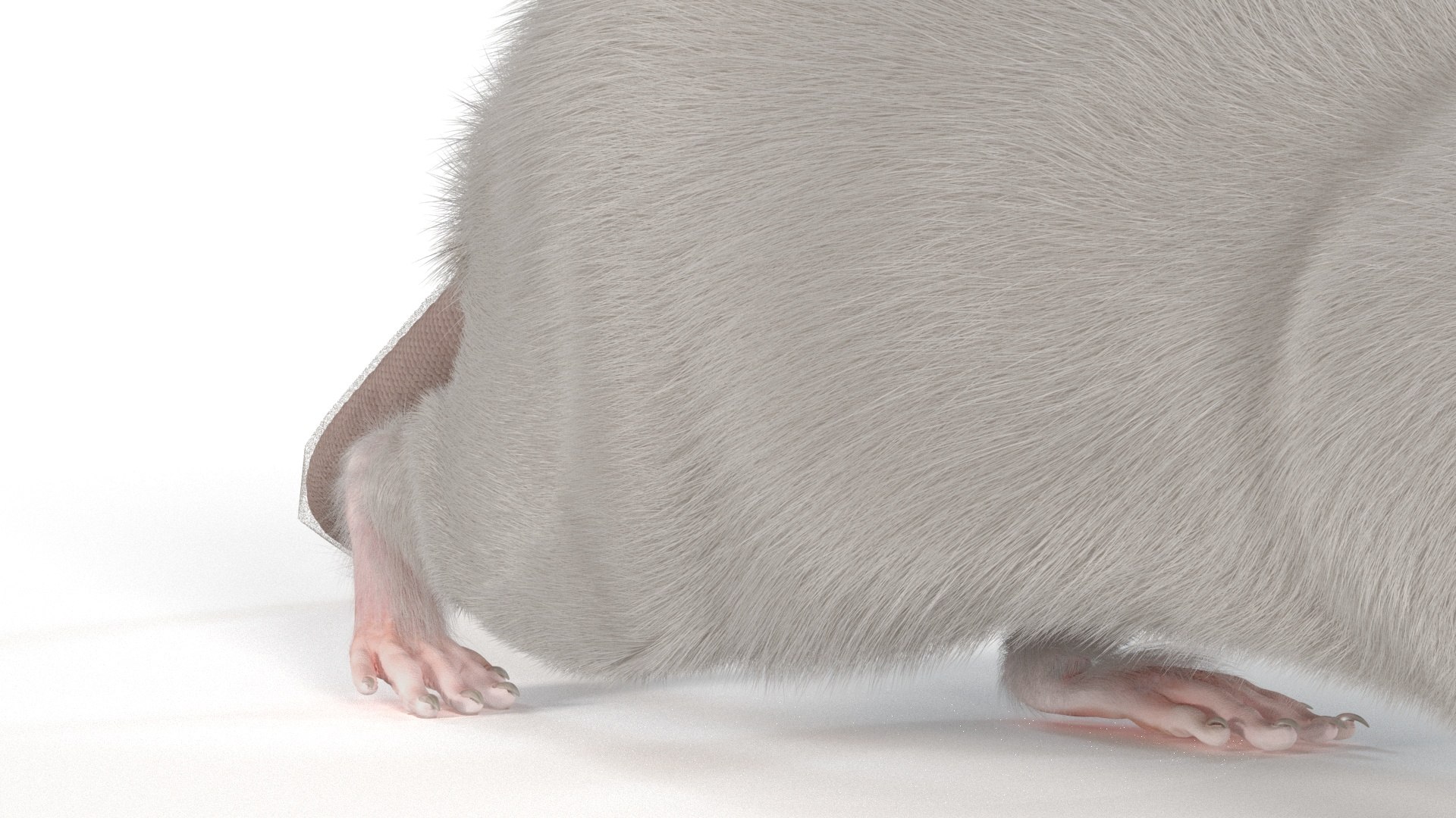 3D Realistic White Rat With Fur - TurboSquid 2302339