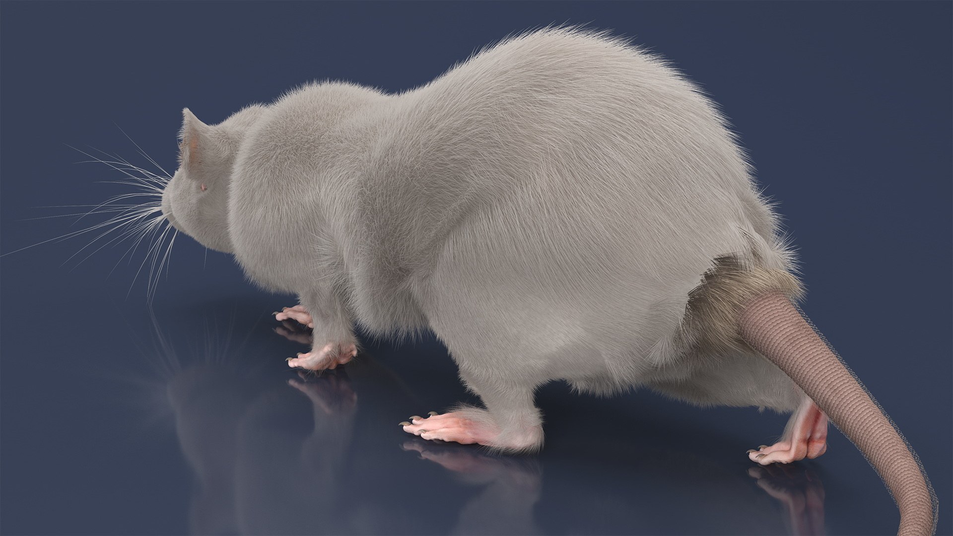 3D Realistic White Rat With Fur - TurboSquid 2302339