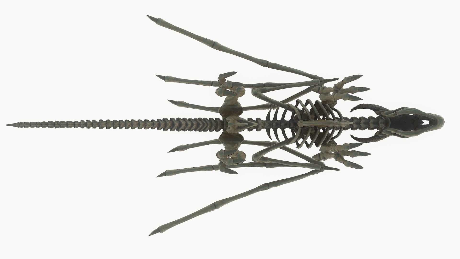 Skeleton Dragon Model - TurboSquid 1237172