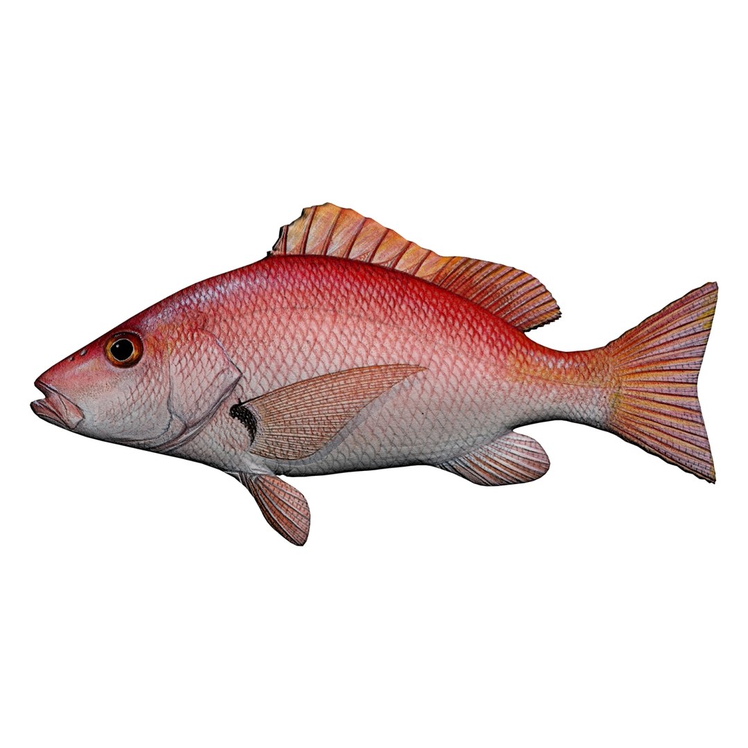 3D Red Snapper - TurboSquid 1216878
