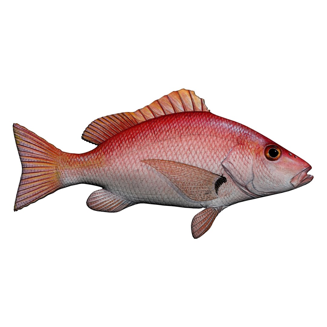 3D Red Snapper - TurboSquid 1216878