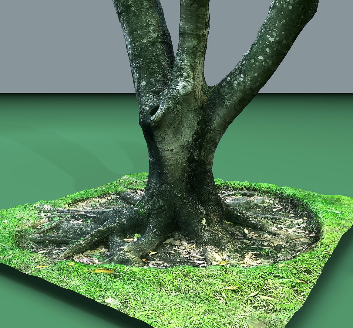 3D tree trunk model - TurboSquid 1413933