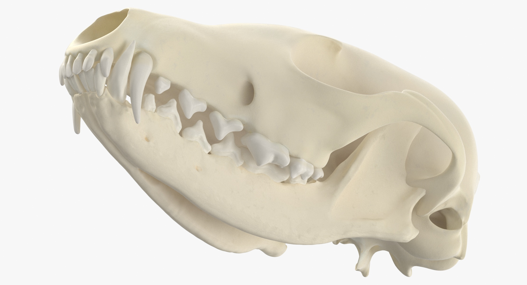 modelo 3d Cráneo de zorro rojo con mandíbula - TurboSquid 1566711