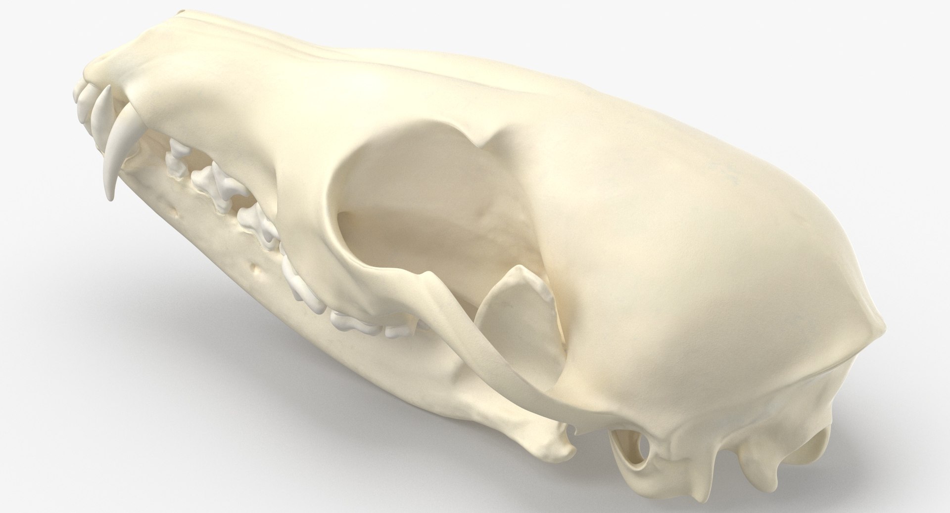 Red Fox Skull Jaw Model - TurboSquid 1566711