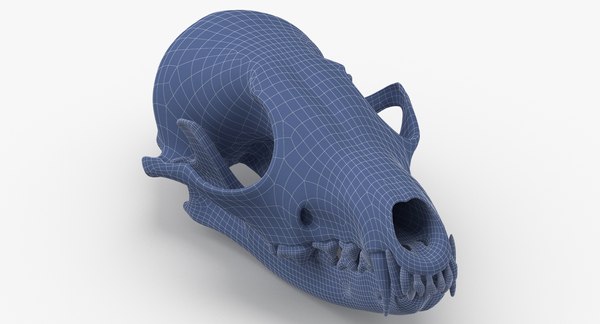 modelo 3d Cráneo de zorro rojo con mandíbula - TurboSquid 1566711