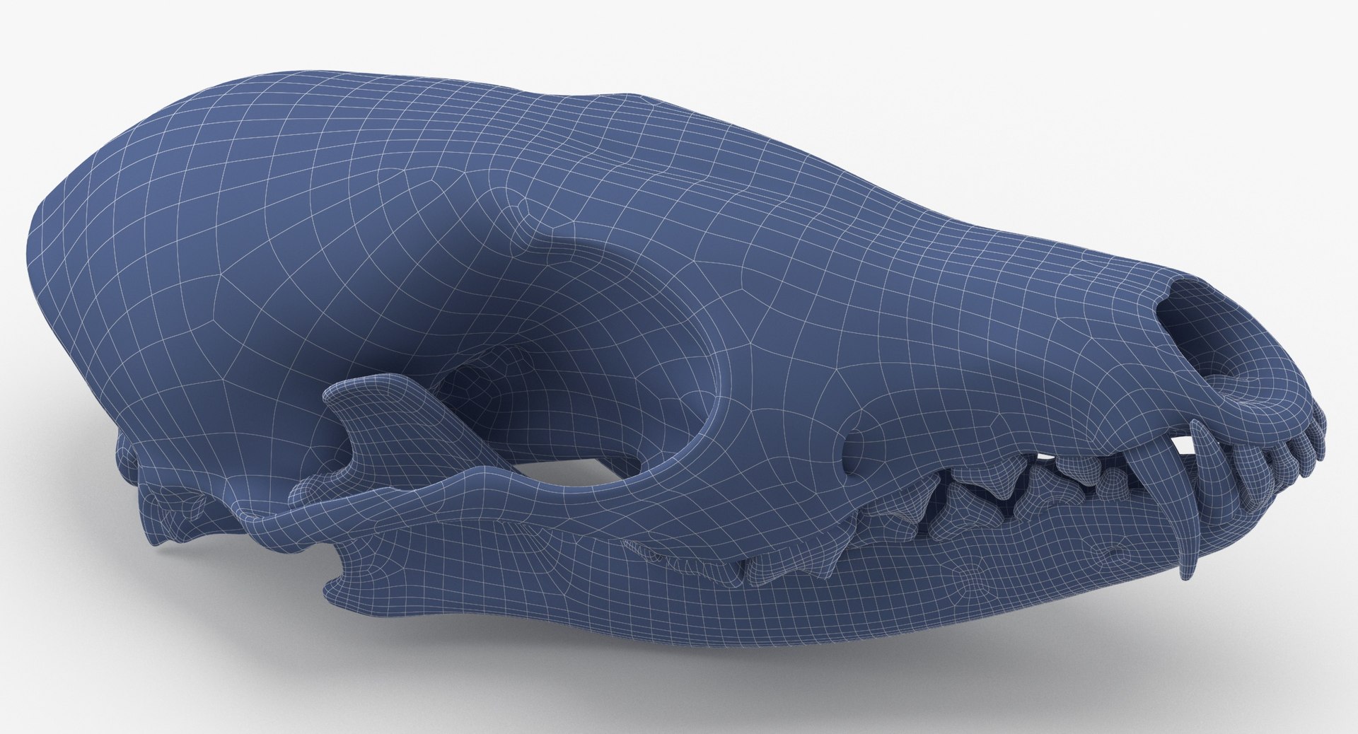 Red Fox Skull Jaw Model - TurboSquid 1566711