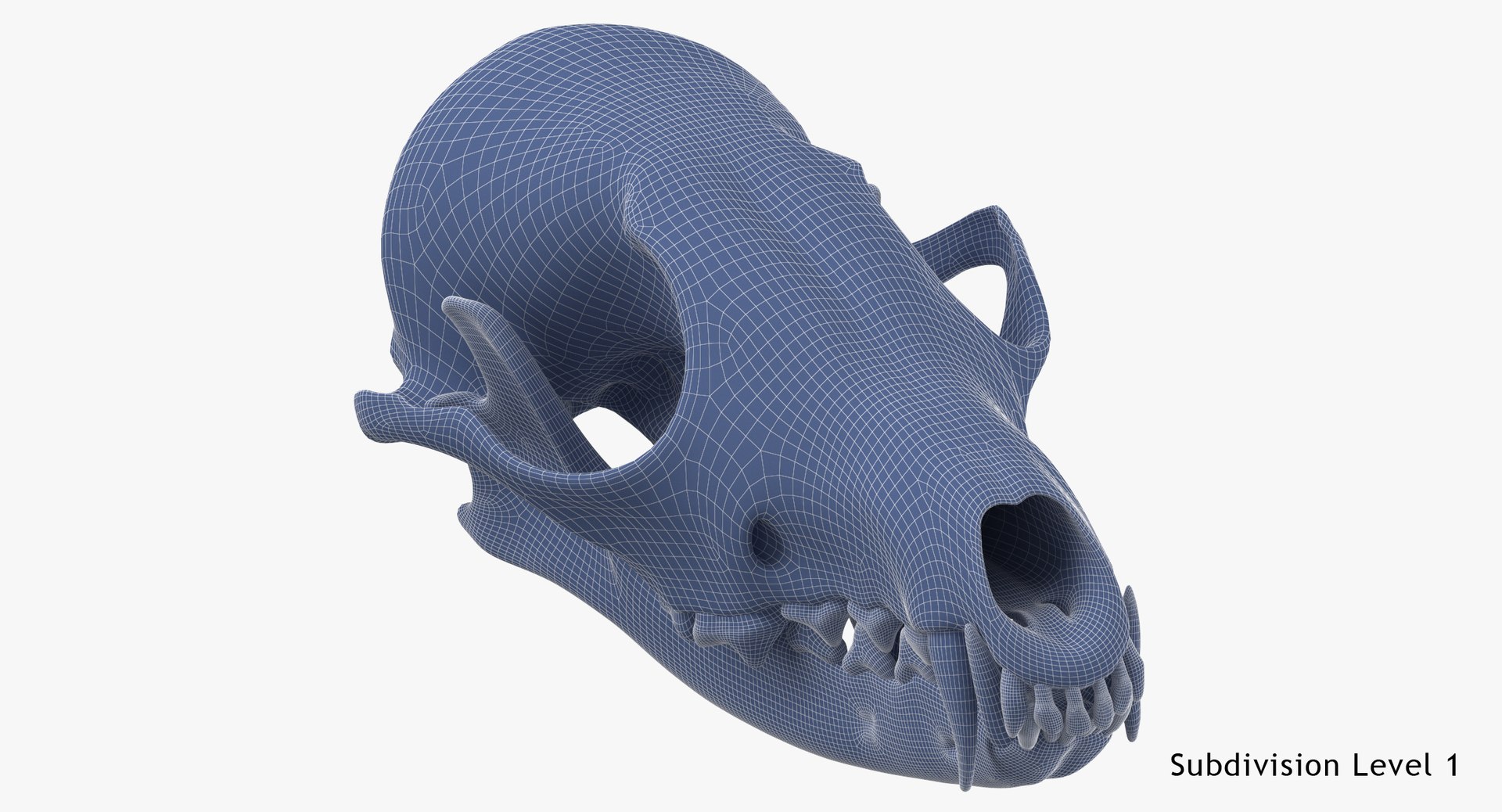 Red fox skull jaw model - TurboSquid 1566711
