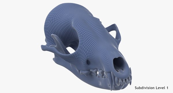 modelo 3d Cráneo de zorro rojo con mandíbula - TurboSquid 1566711