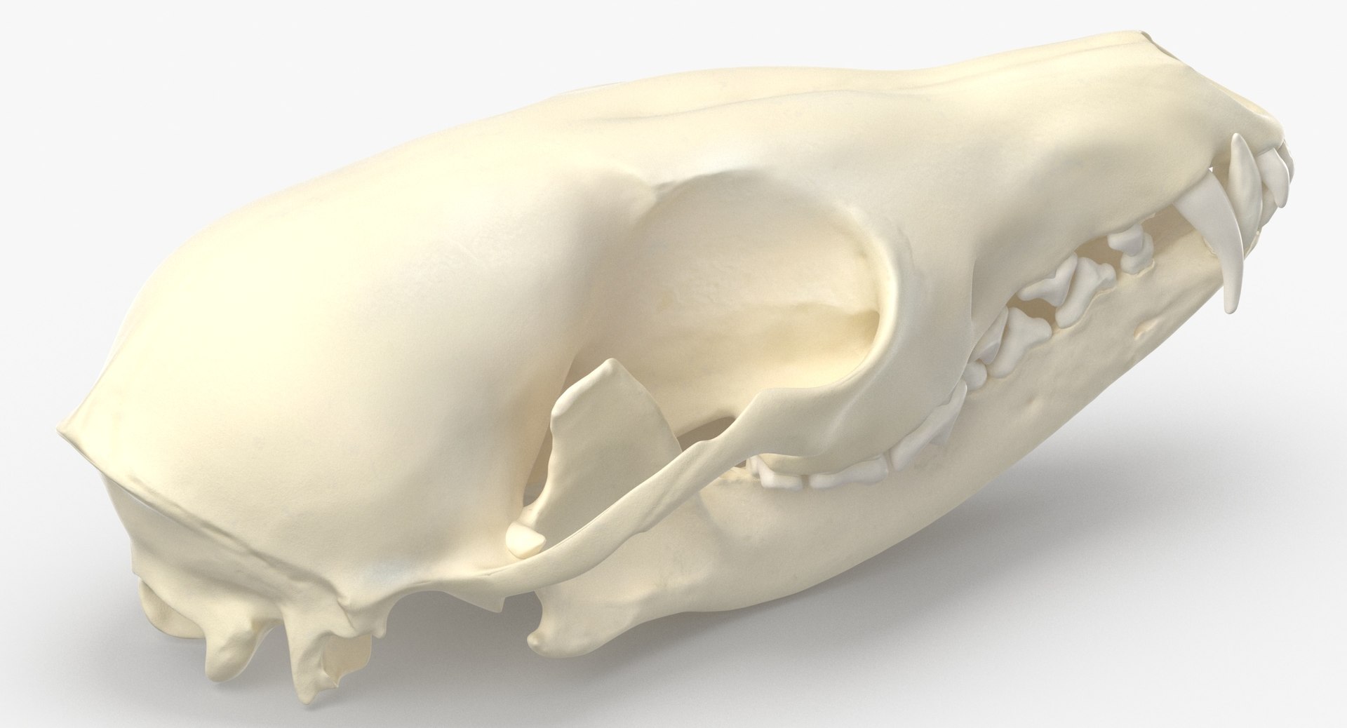 Red Fox Skull Jaw Model - TurboSquid 1566711