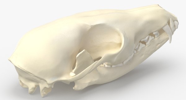 modelo 3d Cráneo de zorro rojo con mandíbula - TurboSquid 1566711