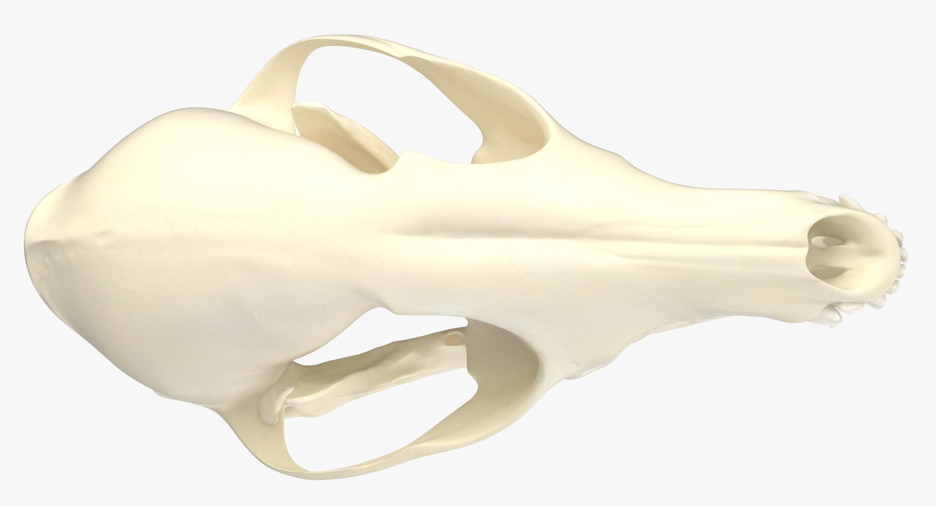 Red Fox Skull Jaw Model - TurboSquid 1566711