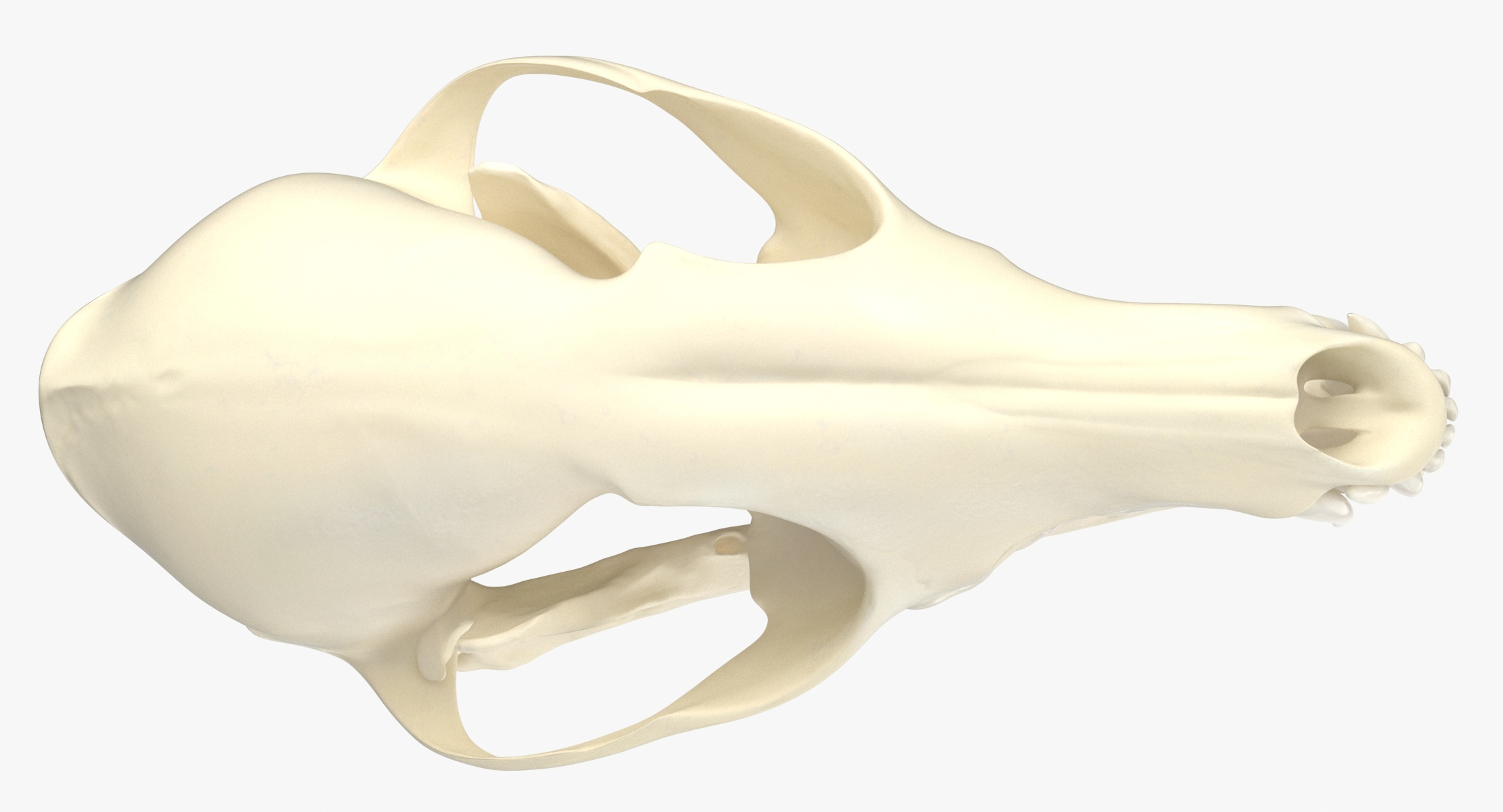 modelo 3d Cráneo de zorro rojo con mandíbula - TurboSquid 1566711