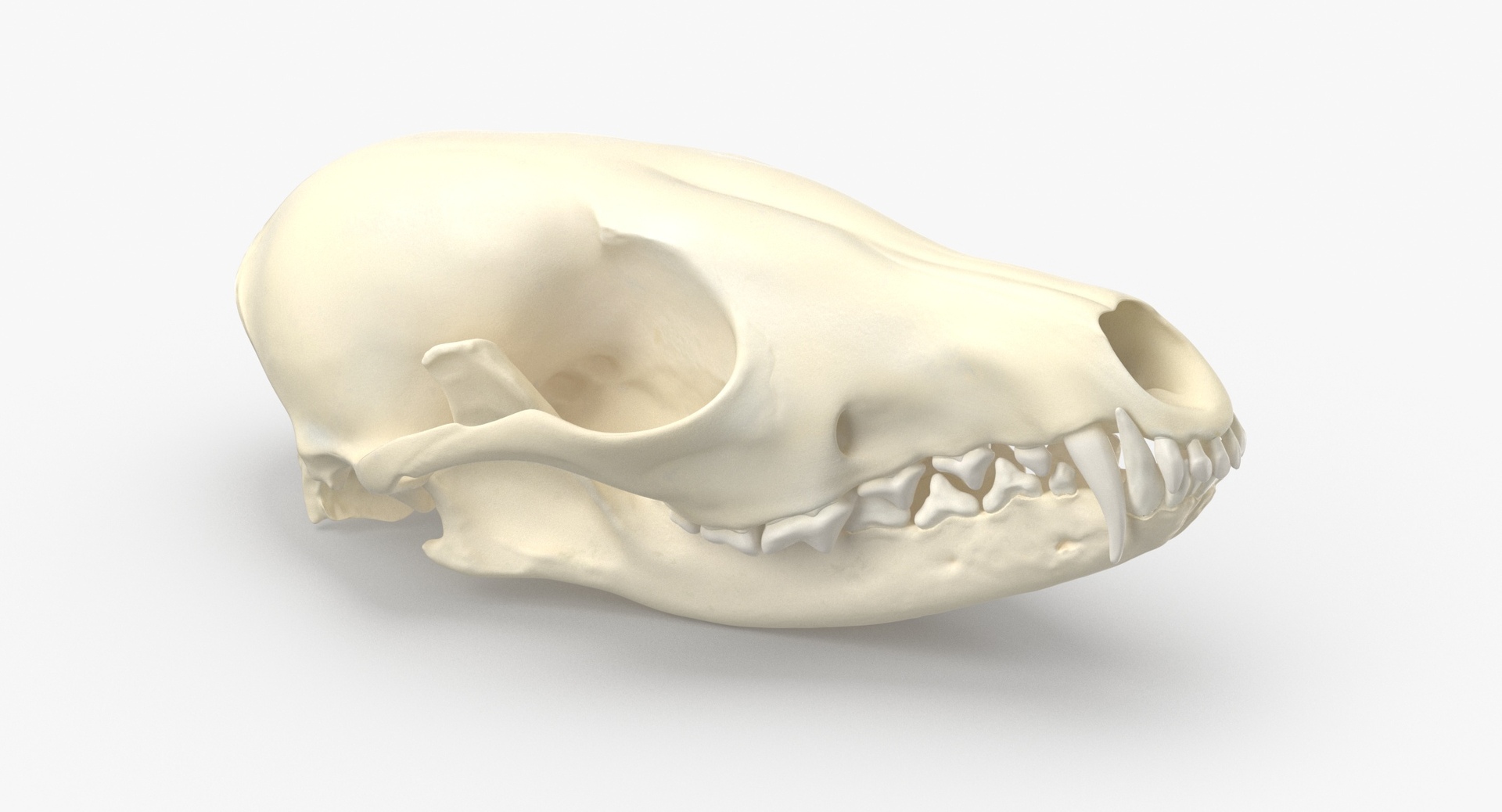 Red Fox Skull Jaw Model - TurboSquid 1566711