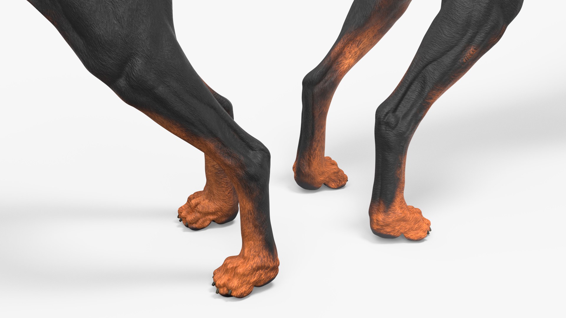 Dogs Collection 3D Model - TurboSquid 2249072