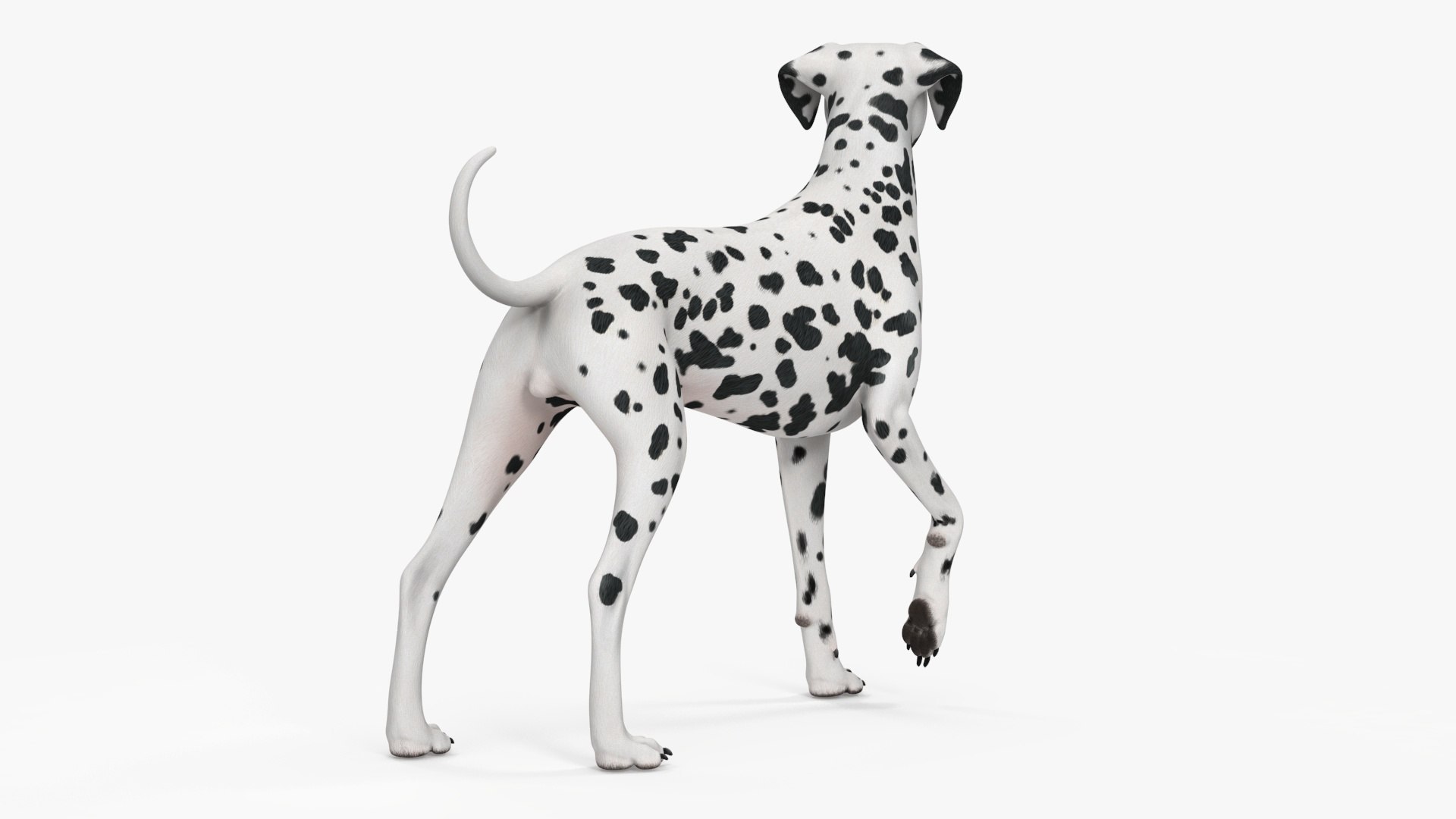 Dogs Collection 3D Model - TurboSquid 2249072