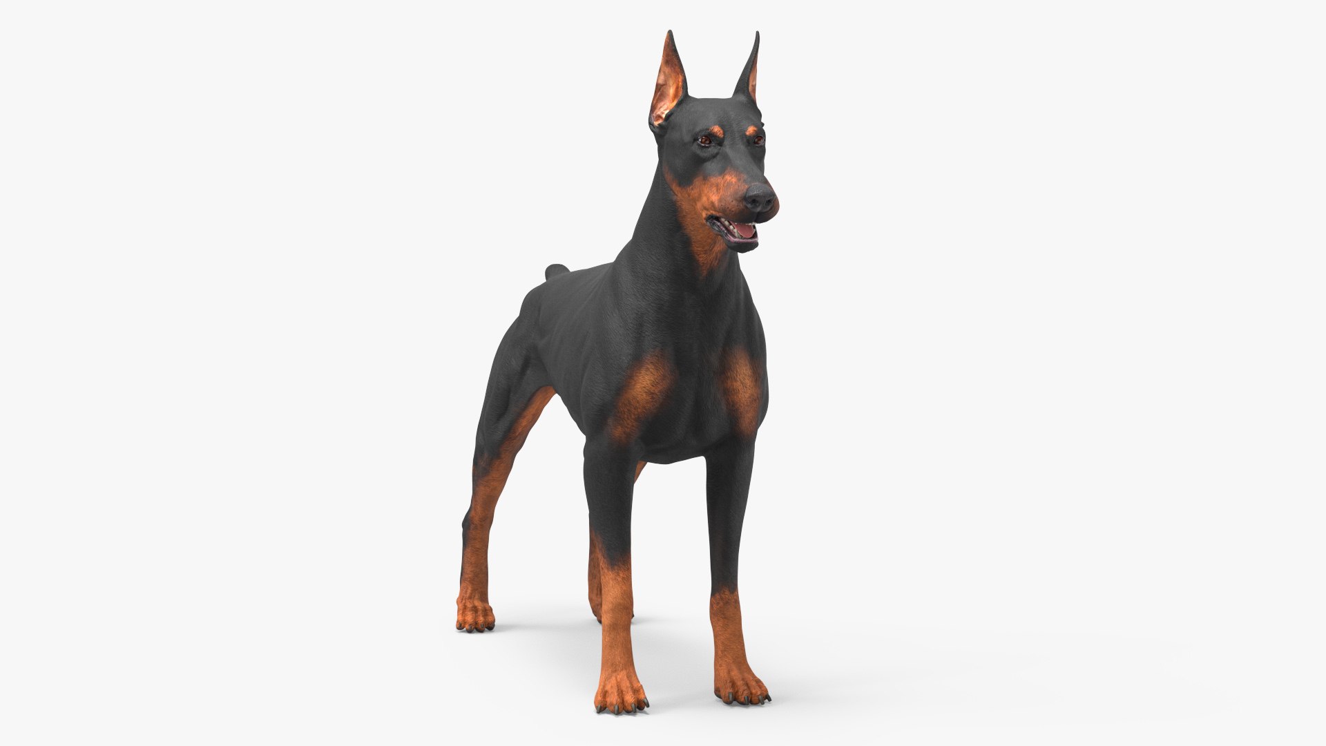 Dogs Collection 3D Model - TurboSquid 2249072