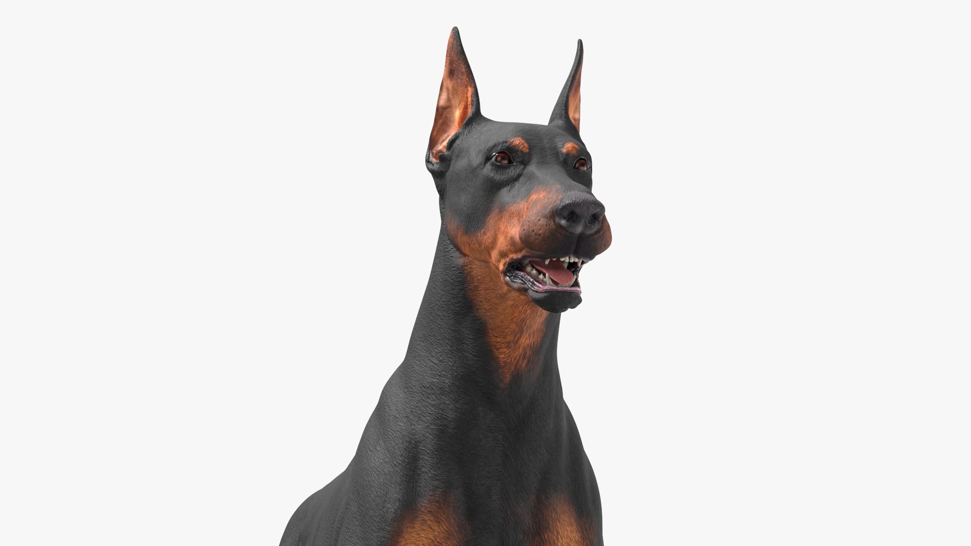 Dogs Collection 3D Model - TurboSquid 2249072