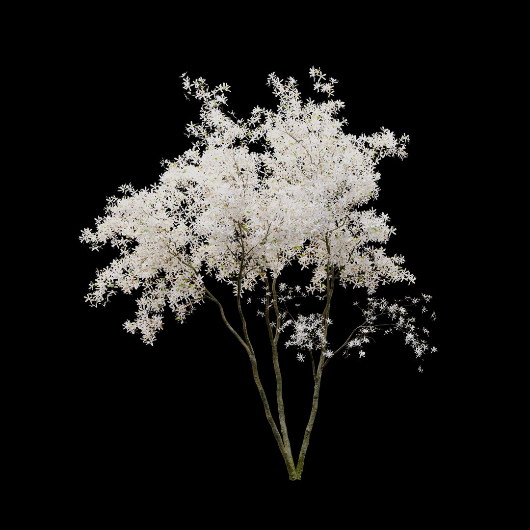 Blooming Amelanchier 3D Model - TurboSquid 1943364