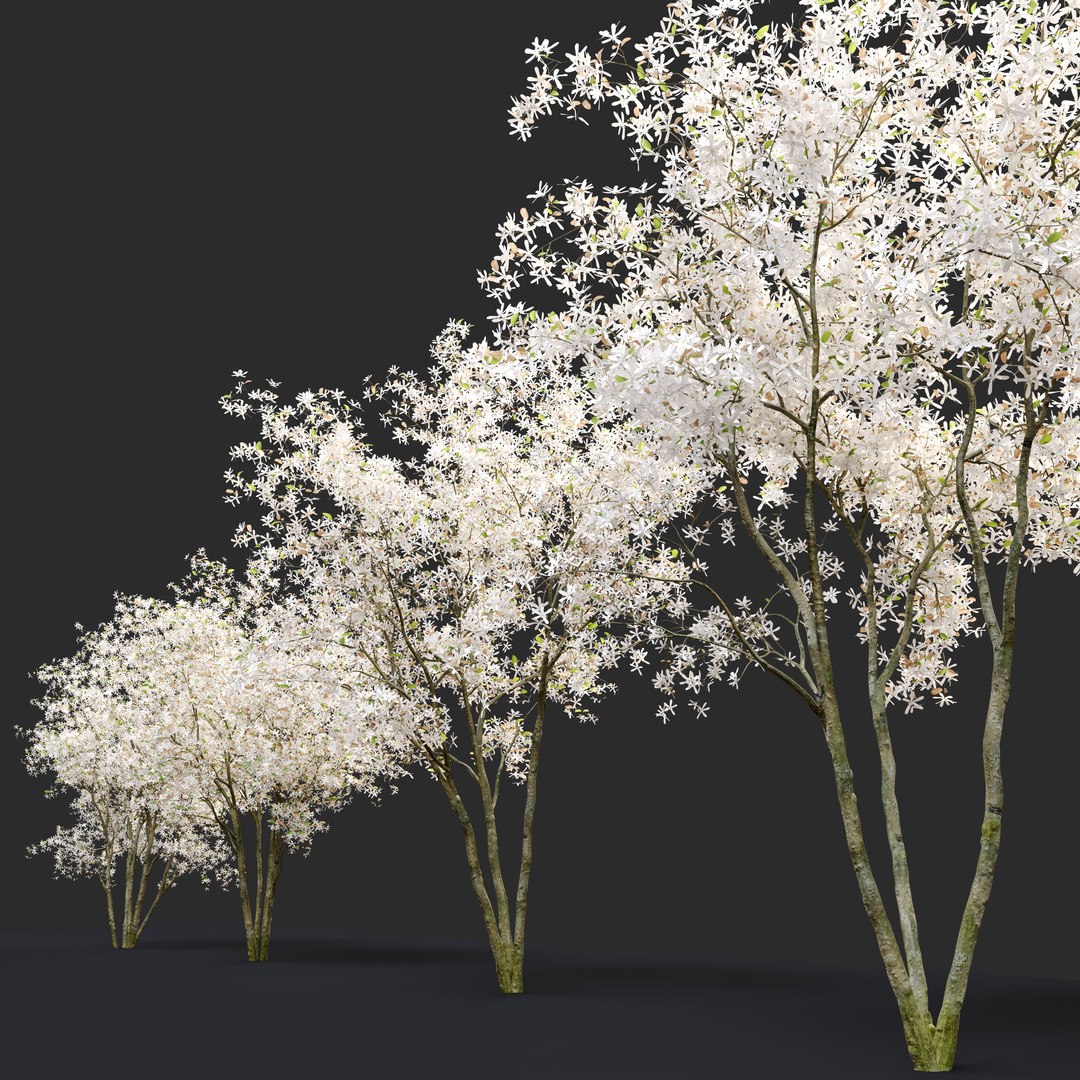 Blooming Amelanchier 3D Model - TurboSquid 1943364