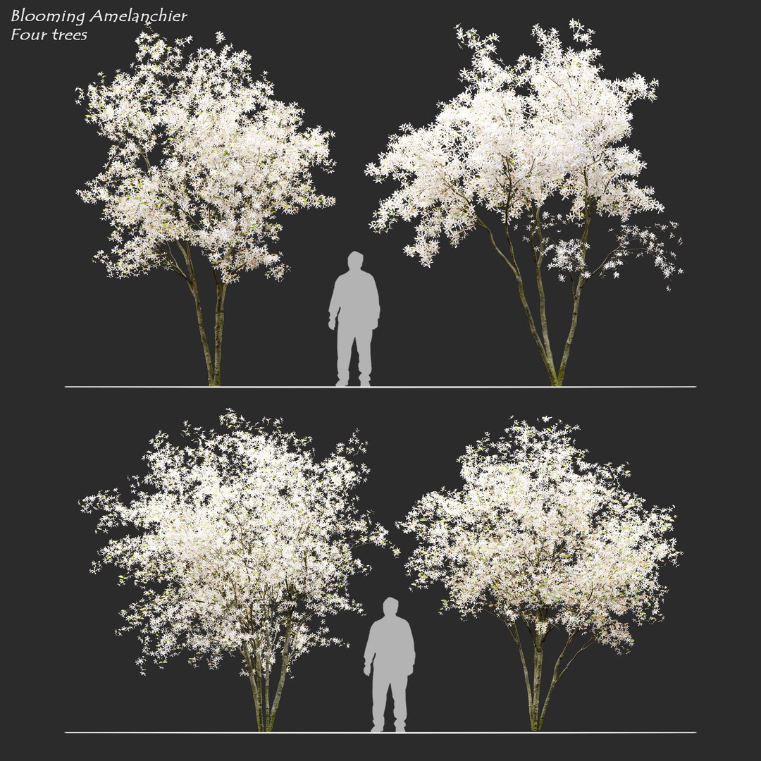 Blooming Amelanchier 3D Model - TurboSquid 1943364