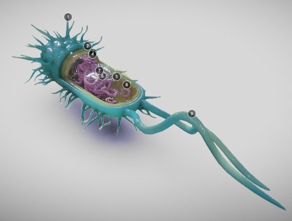 Bacteria 3D Models for Download | TurboSquid
