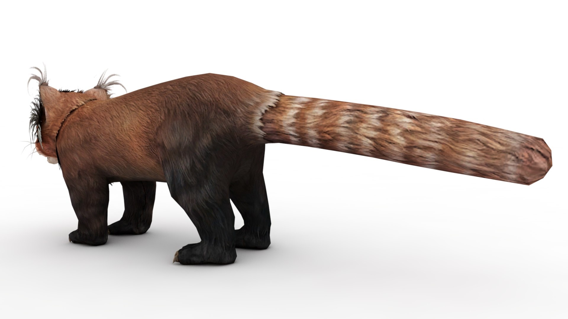 Red Panda Model - TurboSquid 1932190