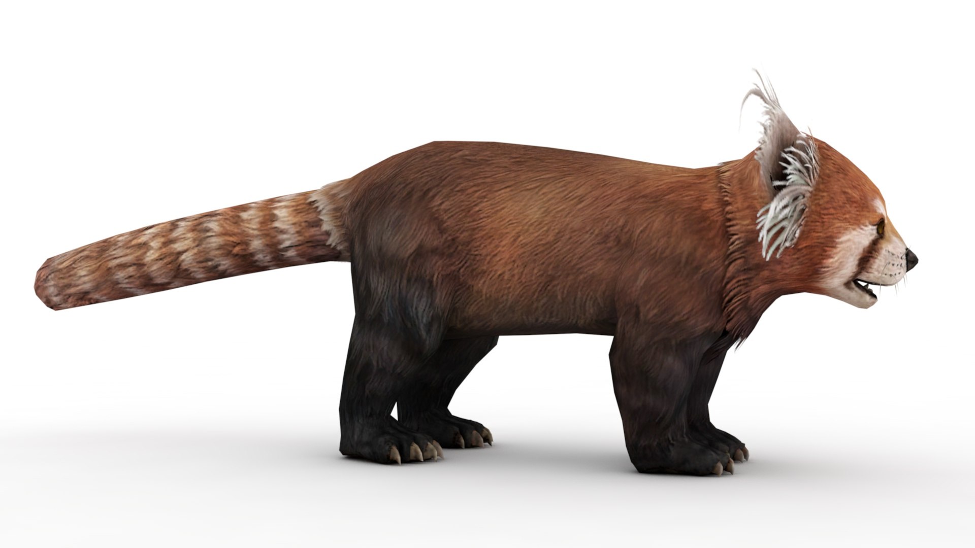 Red Panda Model - TurboSquid 1932190