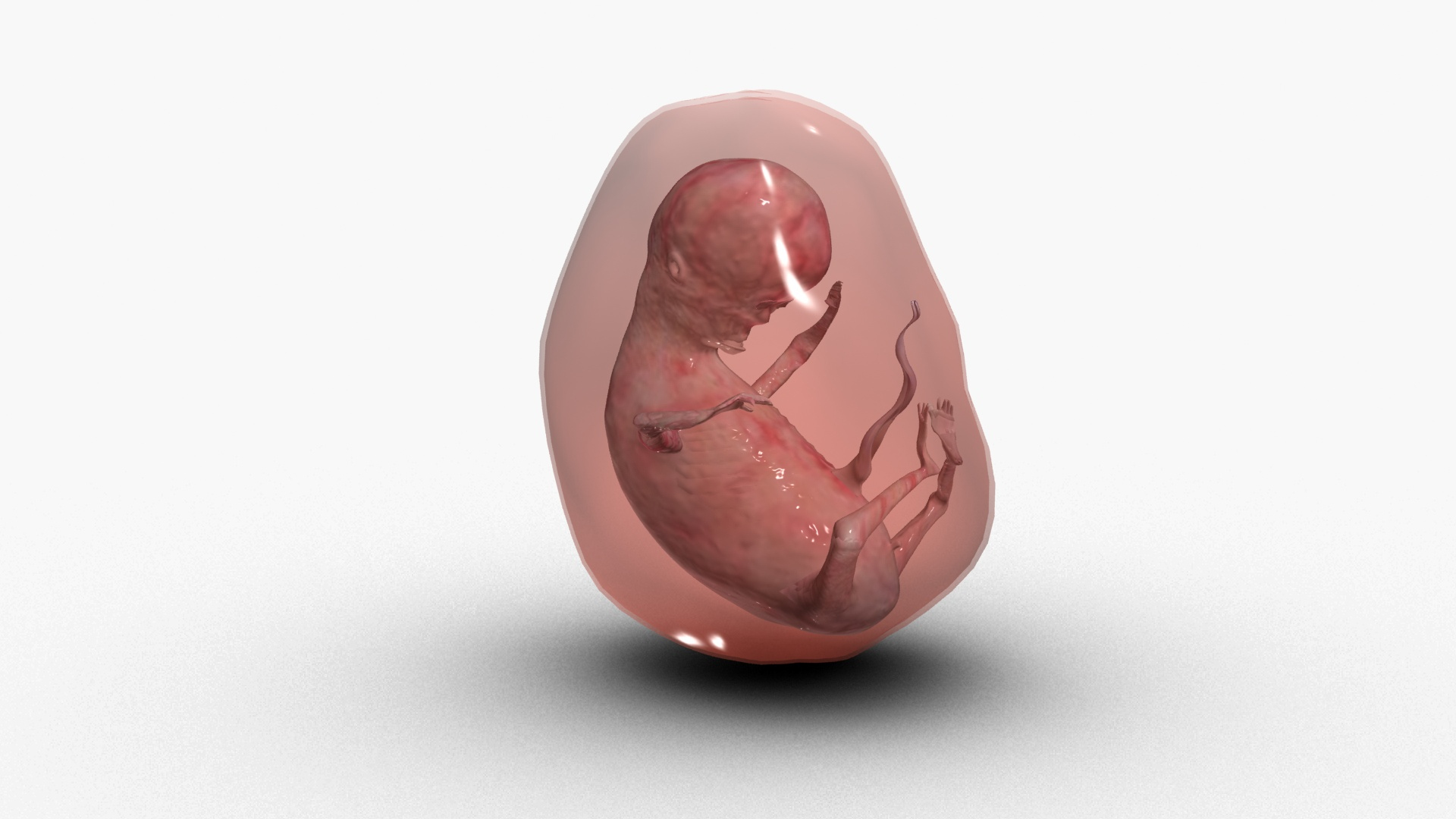 3D Model Fetus - TurboSquid 1961932