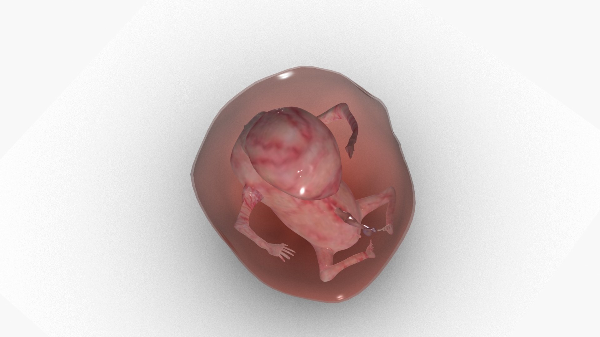 3D Model Fetus - TurboSquid 1961932