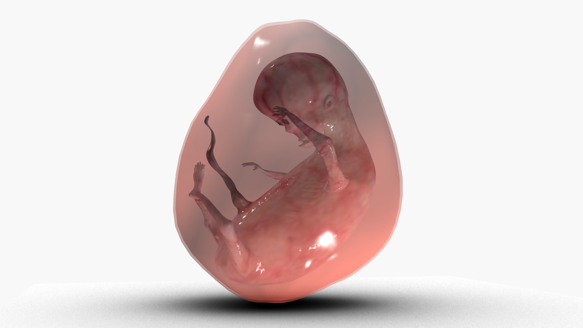 3D Model Fetus - TurboSquid 1961932