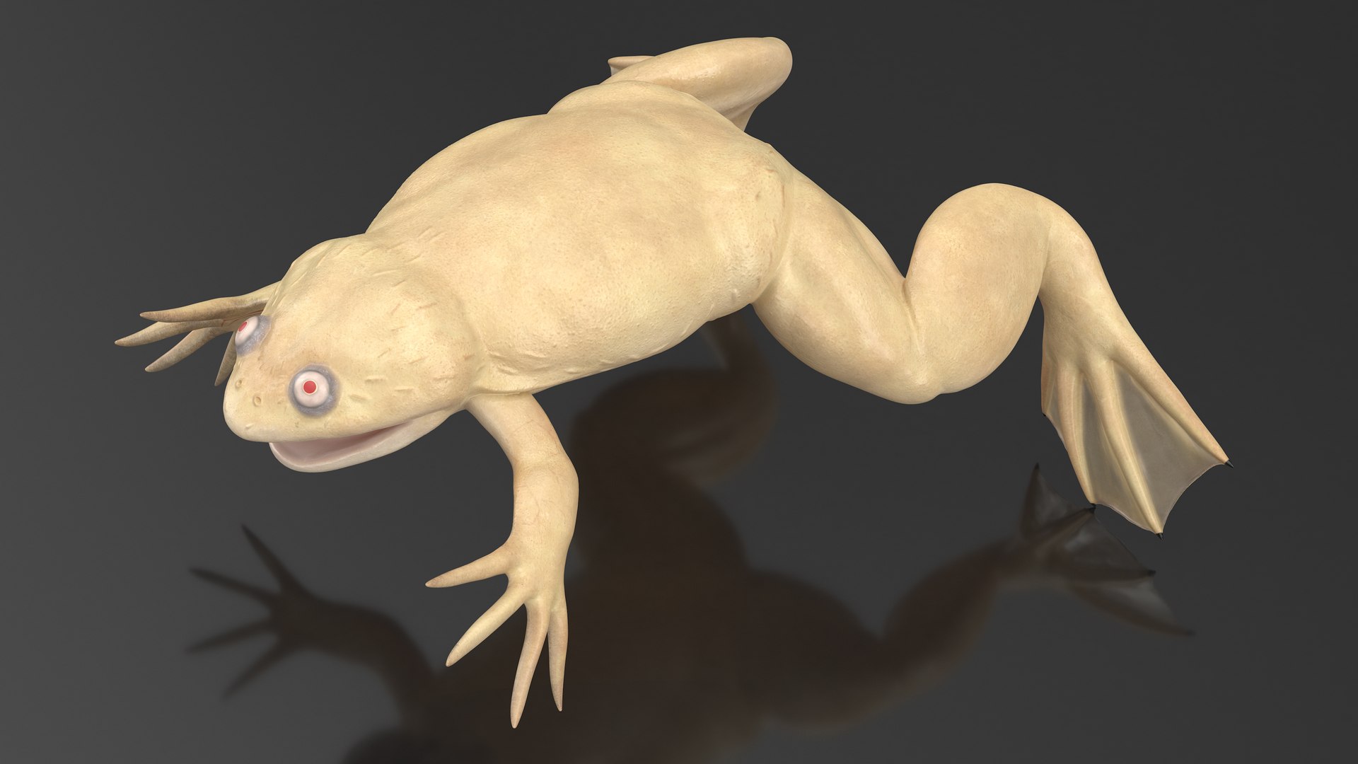 Xenopus African Clawed Toad Standard Pose model - TurboSquid 2133296
