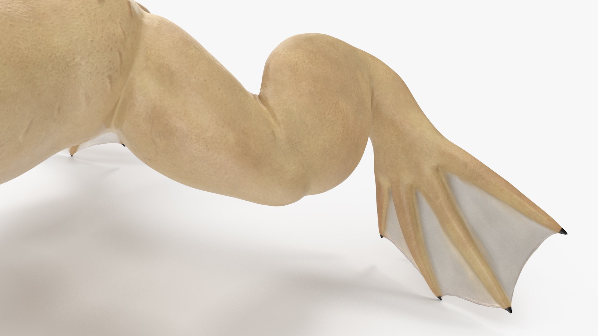 Xenopus African Clawed Toad Standard Pose model - TurboSquid 2133296