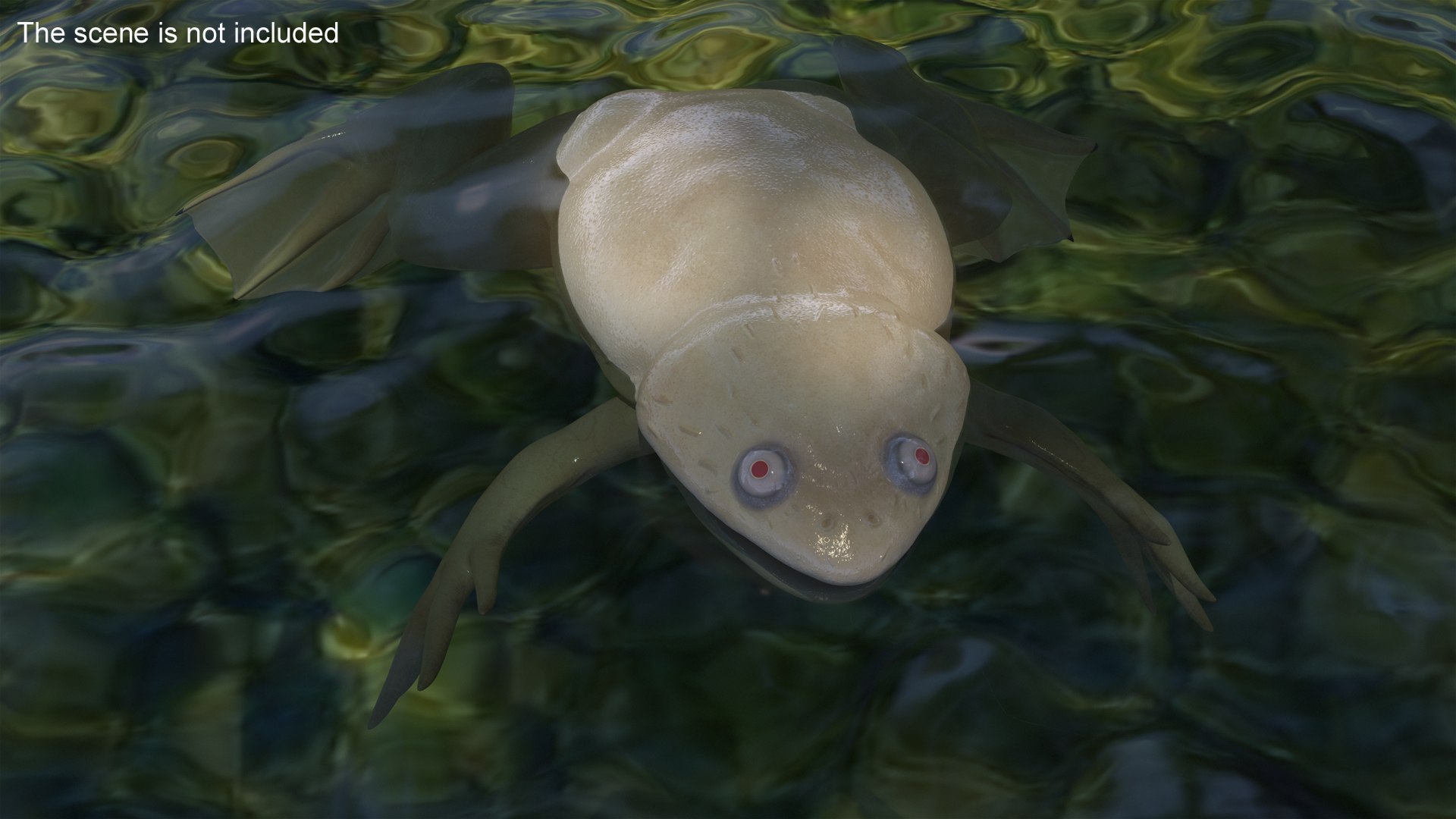 Xenopus African Clawed Toad Standard Pose model - TurboSquid 2133296