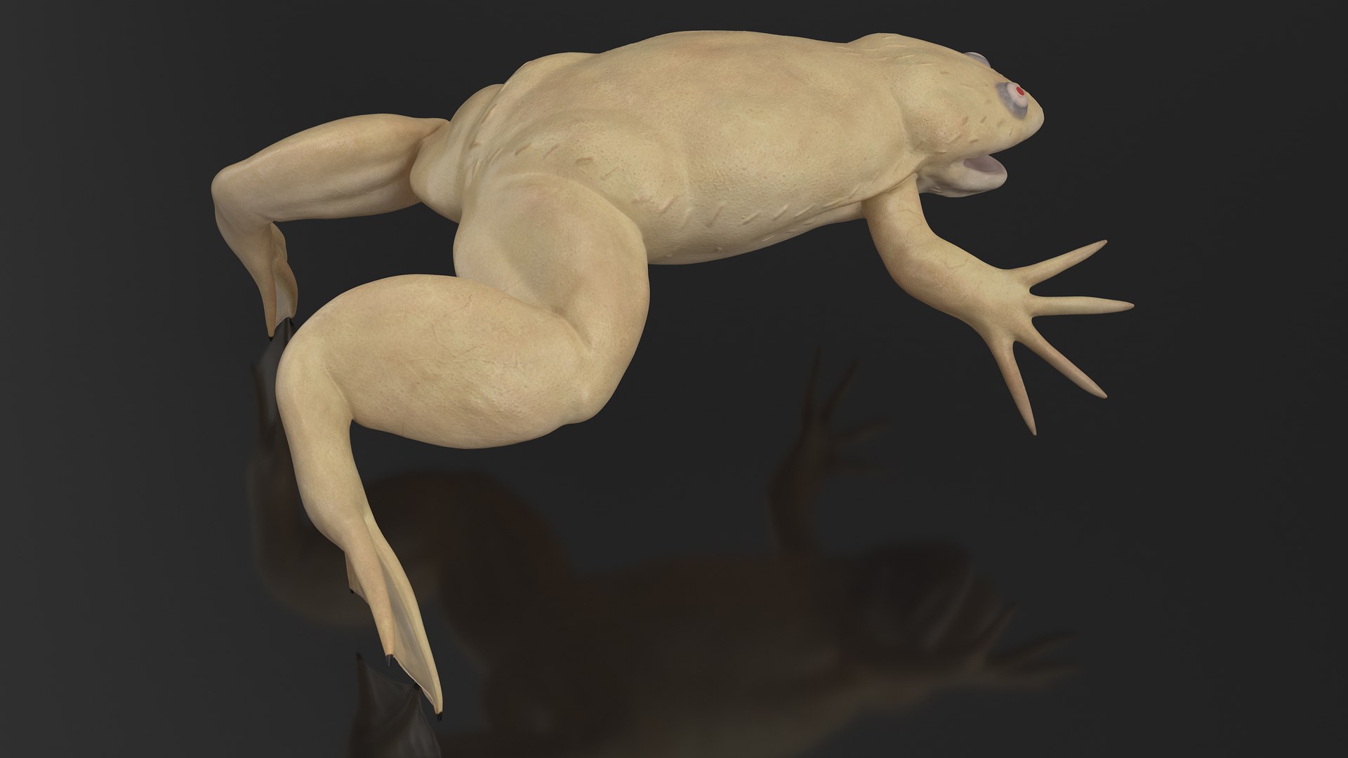 Xenopus African Clawed Toad Standard Pose model - TurboSquid 2133296