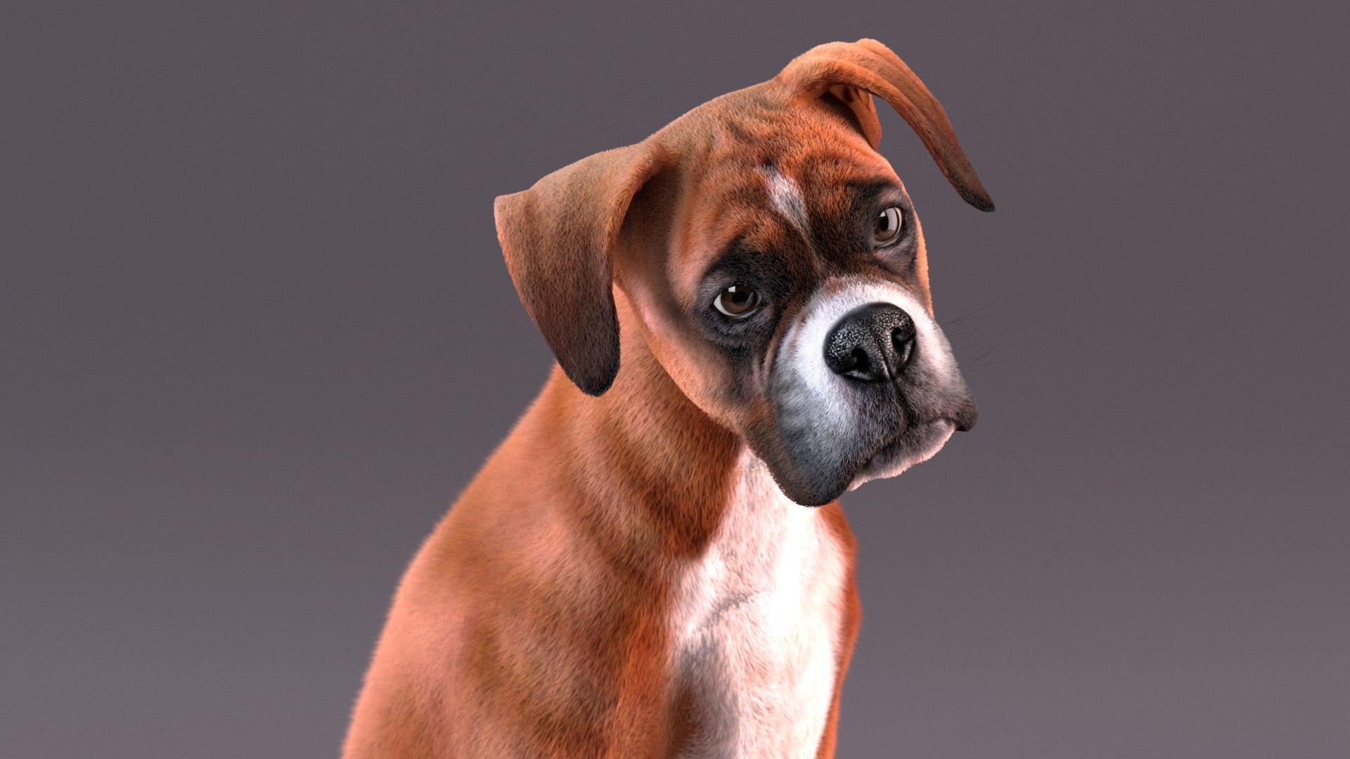 3D Model Sitting Dog Boxer Fur - TurboSquid 2250229