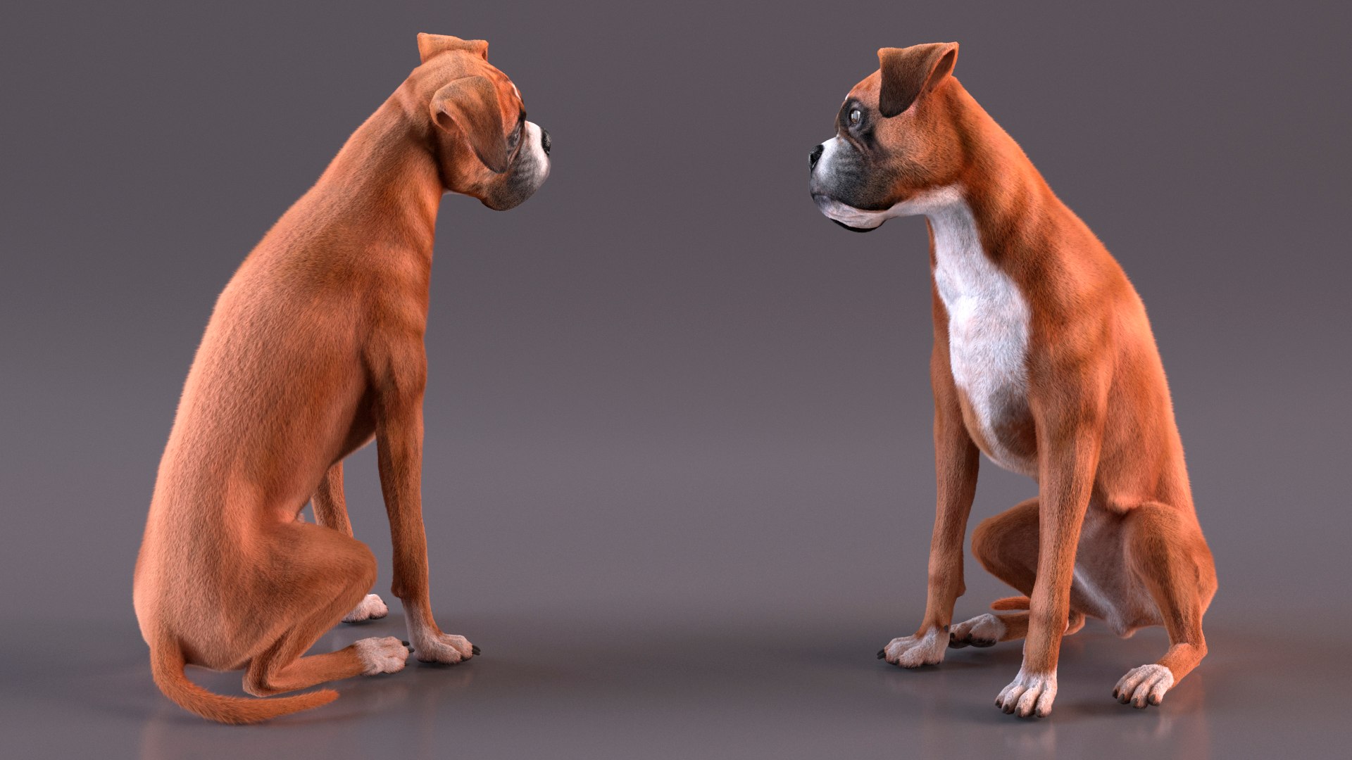 3D Model Sitting Dog Boxer Fur - TurboSquid 2250229