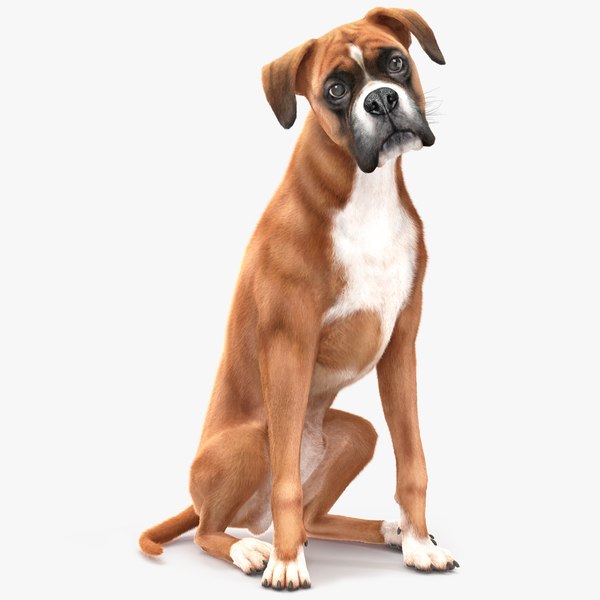 modelo 3d Perro Sentado Piel Boxer - TurboSquid 2250229