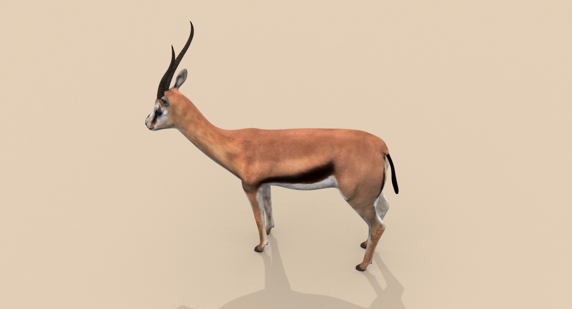 3D Gazelle Animation Rig Model - TurboSquid 1439008