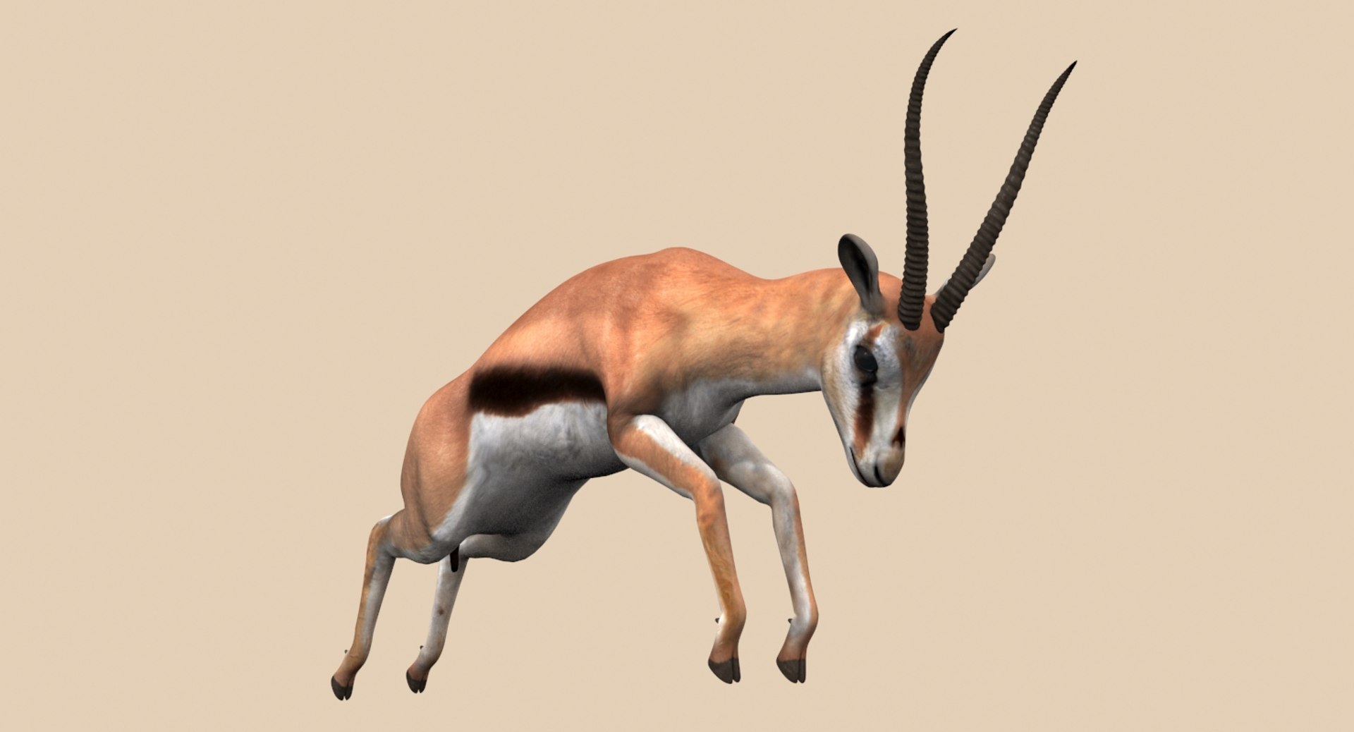 3D Gazelle Animation Rig Model - TurboSquid 1439008