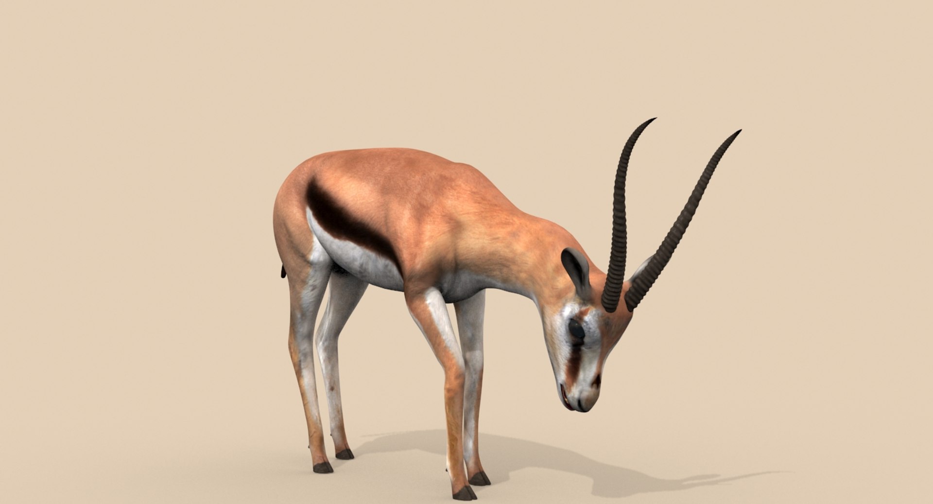 3D Gazelle Animation Rig Model - TurboSquid 1439008