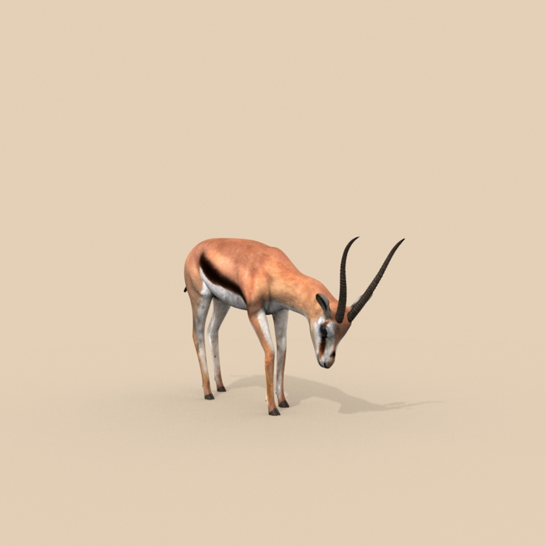 3D Gazelle Animation Rig Model - TurboSquid 1439008